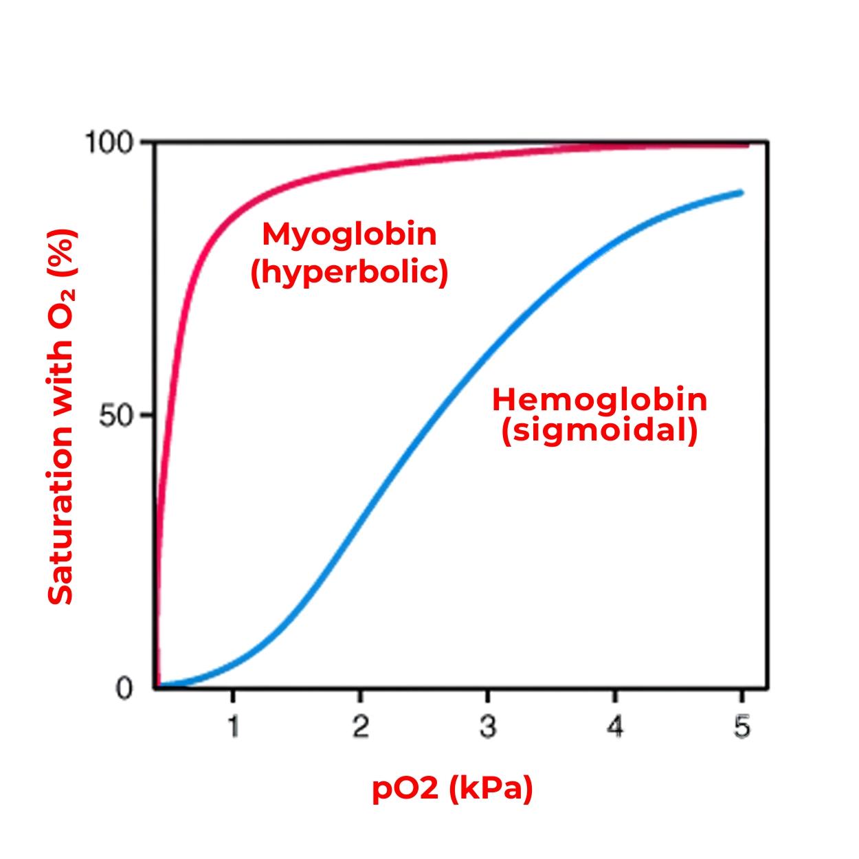 Myoglobin vs Hemoglobin: Definitive Guide to Differences & Function